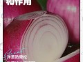 洋葱的功效与作用有哪些_洋葱主治什么病