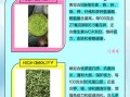 青豆和豌豆是一样的吗_青豆与豌豆的区别