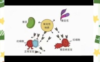 蚕豆病是什么_蚕豆病遗传吗