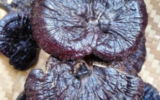 紫芝的功效与作用_紫芝怎么吃效果最好