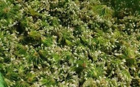 韭花怎么腌制好吃_韭花腌制方法窍门