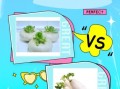 芜菁和萝卜的区别_芜菁是萝卜吗