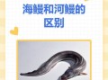 鳗鱼和鳝鱼的区别_哪个更贵更好吃