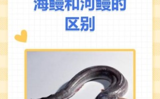 鳗鱼和鳝鱼的区别_哪个更贵更好吃