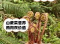 山蕨菜图片_如何辨别真假山蕨菜