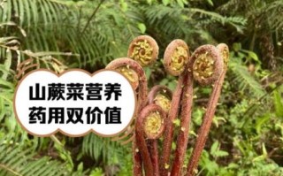 山蕨菜图片_如何辨别真假山蕨菜