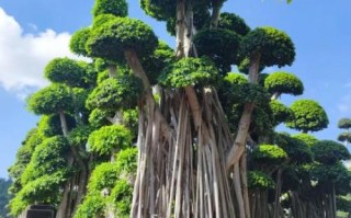 榕树图片怎么拍好看_榕树图片大全高清