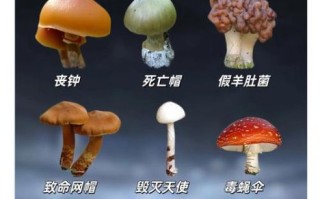 中国十大野生菌有哪些_野生菌怎么区分有毒无毒