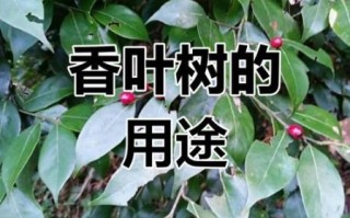 香叶树的功效与作用_香叶树能治疗哪些疾病