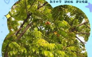 人面子树是什么_人面子树怎么种