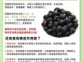 女人能天天喝黑枸杞吗_长期饮用利弊