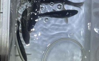 黑鱼多少钱一斤_黑鱼价格行情最新价