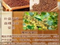 菟丝子功效与作用禁忌_菟丝子泡水喝的正确方法