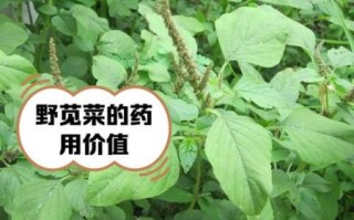 孕妇可以吃苋菜吗_苋菜的功效与作用孕妇