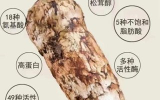 吃松茸的禁忌有哪些_松茸不能和什么一起吃