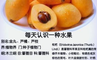 野枇杷果的功效与禁忌_哪些人不能吃