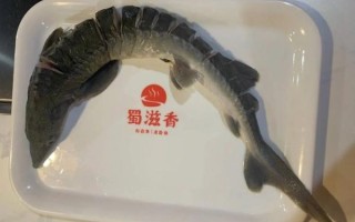 人工养殖鲟鱼多少钱一斤_人工鲟鱼价格影响因素