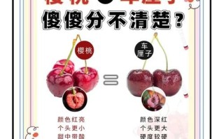 车厘子和樱桃的区别_哪个营养价值更高