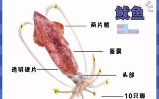 鱿鱼内部器官图解_鱿鱼内脏能吃吗