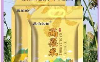 高粱米减肥吗_高粱米热量高吗