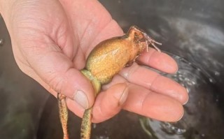 雪蛤长什么样_雪蛤外观特征