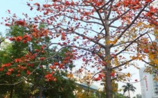 木棉树多久开花_木棉树适合种在哪里