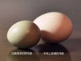 野鸡蛋图片_如何分辨真假