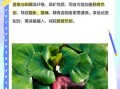 菱角不能和什么一起吃_菱角怎么吃才安全