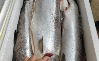 鲑鱼价格一斤多少钱一斤_鲑鱼多少钱一斤最新行情