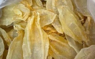 目鱼肚是什么东西_目鱼肚和鱿鱼肚区别