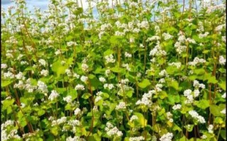 荞麦花的花语是什么_荞麦花适合送什么人