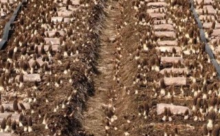 食用菌种植成本与利润_一亩地能赚多少钱