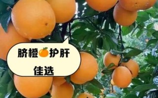 脐橙的营养价值_脐橙的功效与作用