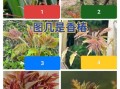 7月8月香椿还能吃吗_老叶与嫩芽区别
