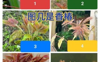 7月8月香椿还能吃吗_老叶与嫩芽区别