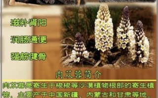 肉苁蓉补肾壮阳怎么吃_肉苁蓉适合哪些人