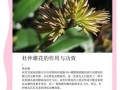 杜仲雄花作用骗局_杜仲雄花壮阳是真的吗