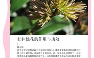 杜仲雄花作用骗局_杜仲雄花壮阳是真的吗