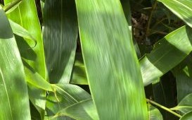 箬叶竹是什么植物_箬叶竹和粽叶竹区别