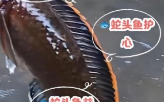 蛇鱼是什么_蛇鱼能吃吗