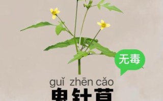鬼针草偏方有哪些_鬼针草怎么用效果最好