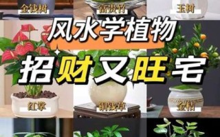 风水好的花有哪些_家里摆什么花最招财