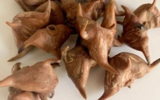 菱角怎么煮最简单_菱角煮多久才熟