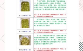 绿豆芽怎么发_绿豆芽几天能吃