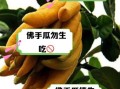 佛手瓜可以生吃吗_佛手瓜当水果怎么吃