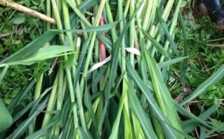 沅江芦笋怎么挑选_沅江芦笋图片哪里看