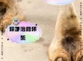 骆驼蹄子图片_骆驼蹄子结构是什么样的
