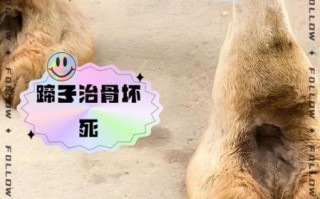 骆驼蹄子图片_骆驼蹄子结构是什么样的