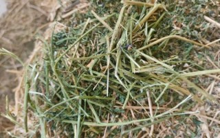 苜蓿干草多少钱一吨_苜蓿干草价格影响因素