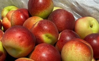 蜜枣桃产地在哪里_蜜枣桃是哪里的特产